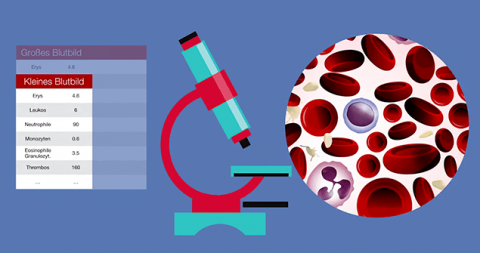 Kleines und großes Blutbild – was unsere Blutwerte verraten